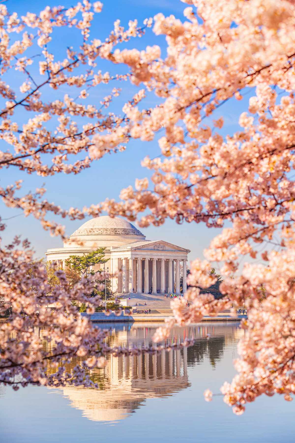 The Jefferson Memorial during the Cherry Blossom Festival in Washington ...